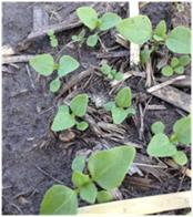 Current Crop Topics | Manitoba Agriculture | Province of Manitoba