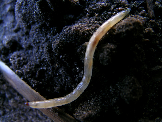 Province of Manitoba | agriculture - Manitoba Insect and Disease Update ...