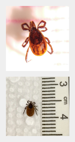 About Black-Legged Ticks | Health, Seniors and Active Living | Province ...