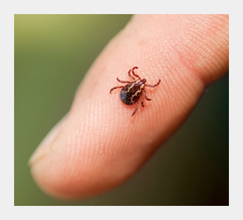About Black-Legged Ticks | Health, Seniors and Active Living | Province ...