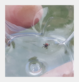 About Black-Legged Ticks | Health, Seniors and Active Living | Province ...