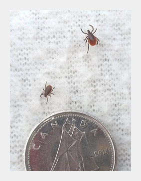 About Black-Legged Ticks | Health, Seniors and Active Living | Province ...